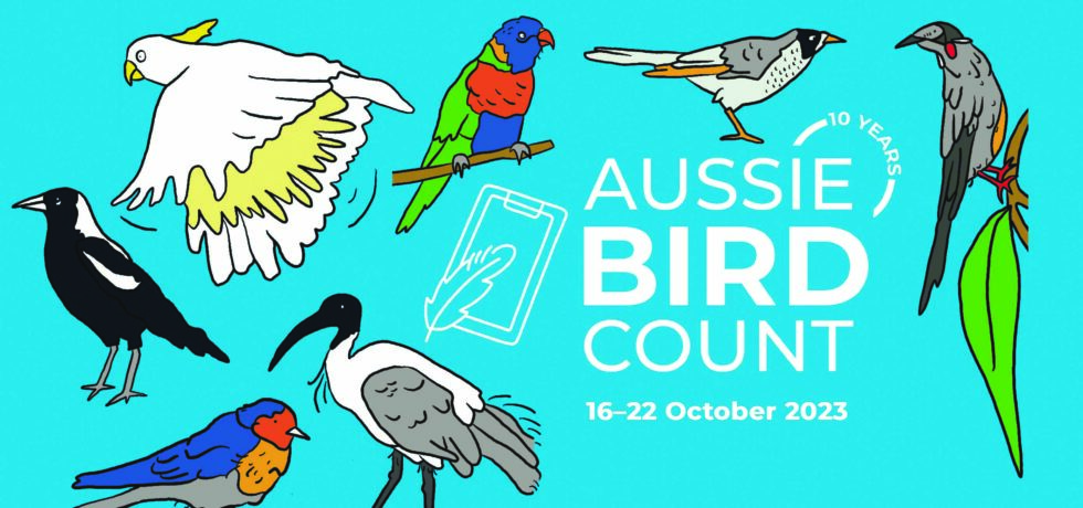 Join the Great Aussie Bird Count in Naracoorte to help our Feathered ...